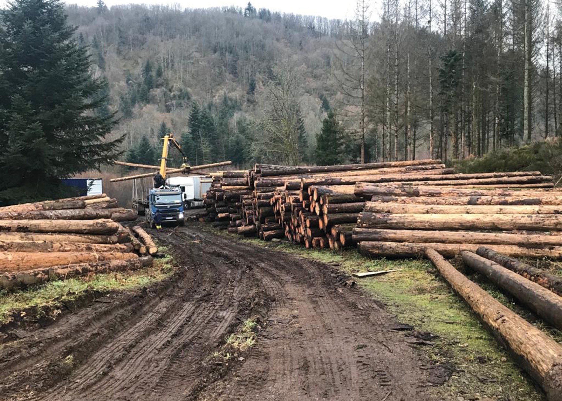 PEFC certification - EU Timber