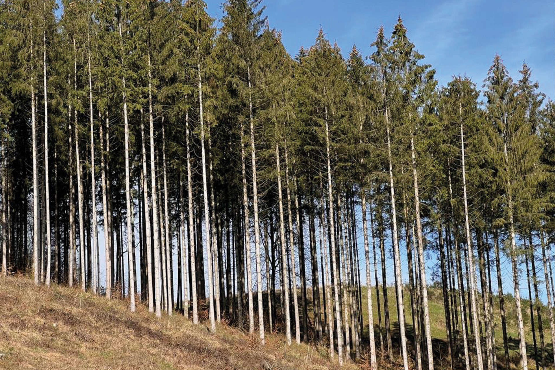 PEFC certification - EU Timber